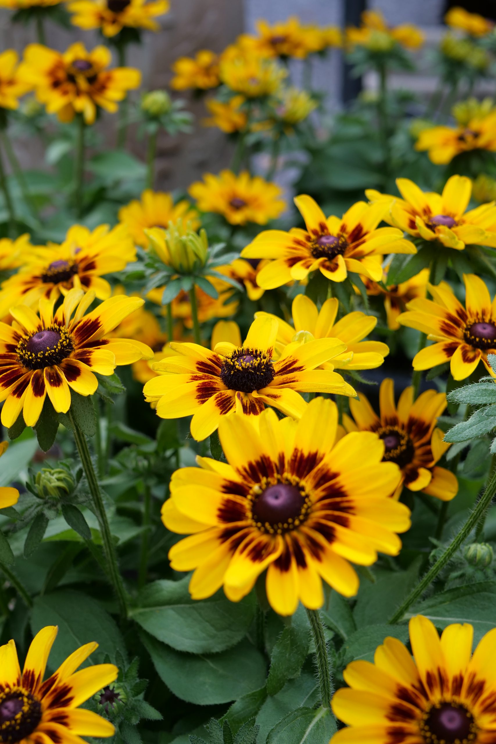 GARDEN CENTER - Suncrest Gardens